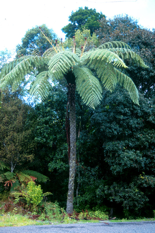 Cyathea medullaris - The University of Auckland